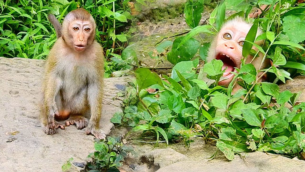 Luna monkey wanna to be beautiful girl like before now she feel boring ...