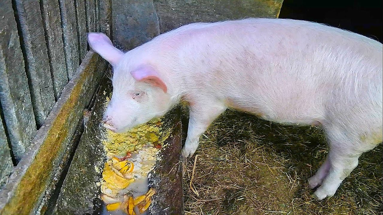 Pig Feast: Snorting, Munching, and Burping Through a Colorful Mountain ...