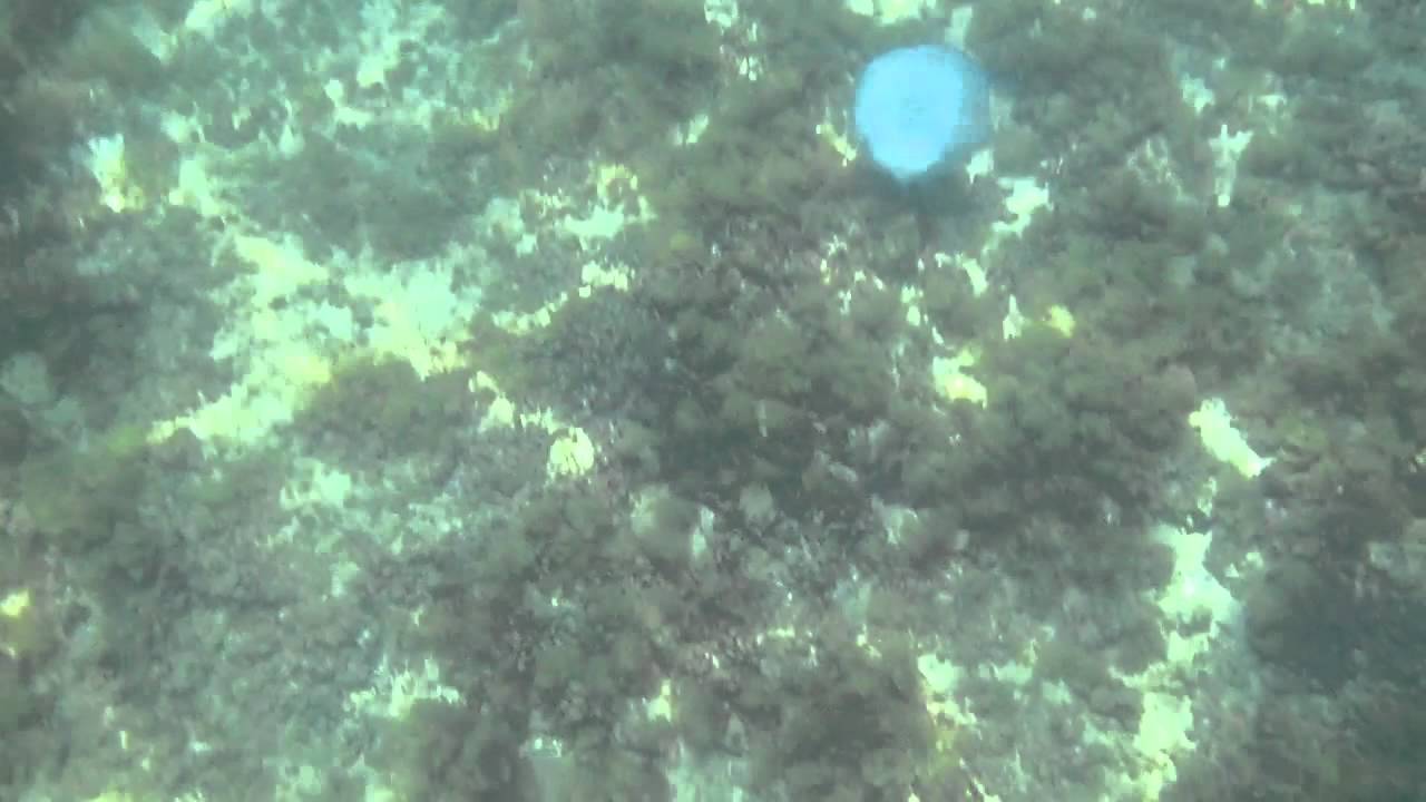 Alforreca Em São Rafael (Albufeira) - YouTube