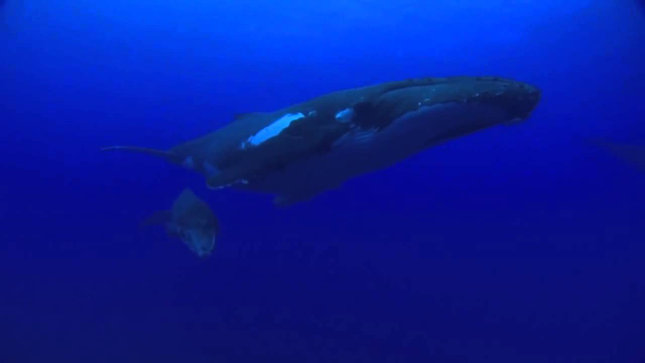 The most relaxing video - dancing whales - YouTube