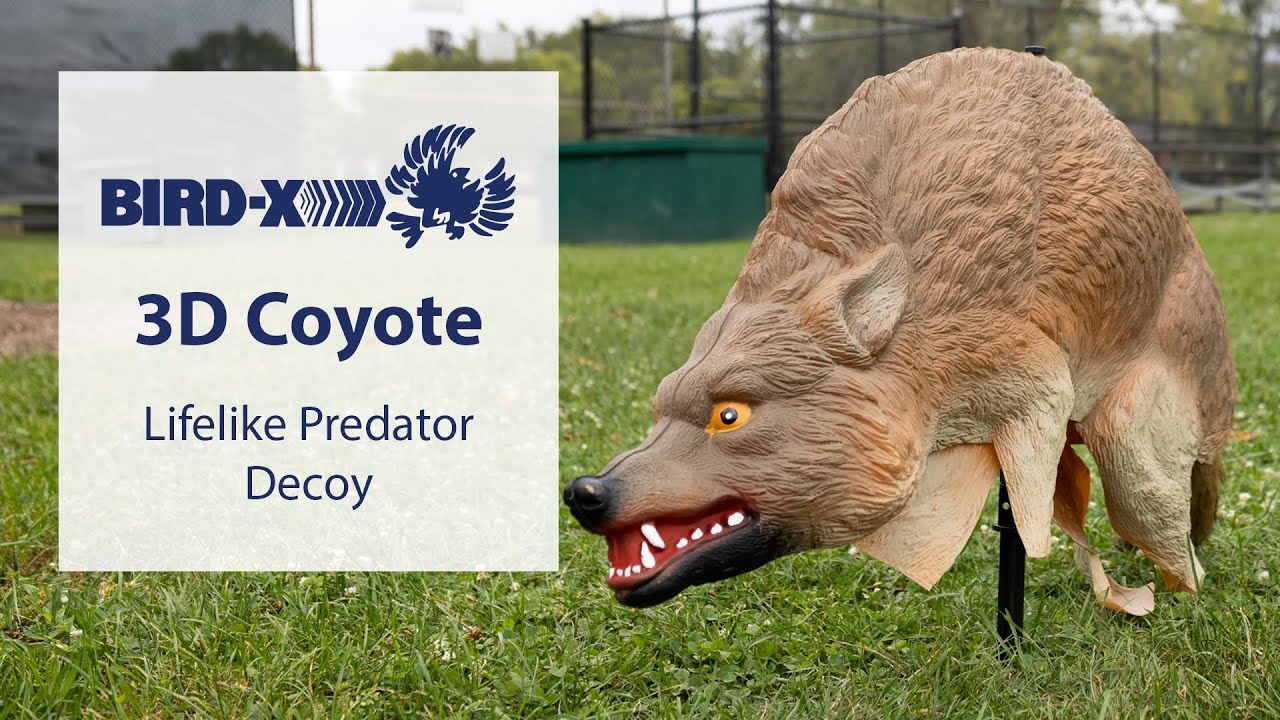 3D Coyote Decoy: Silent Predator Deterrent for Birds & Small Pests ...
