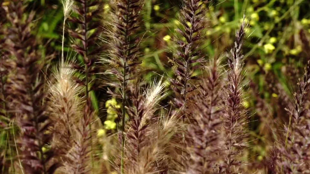 Jaywop - Carousel (Official Music Video) - YouTube