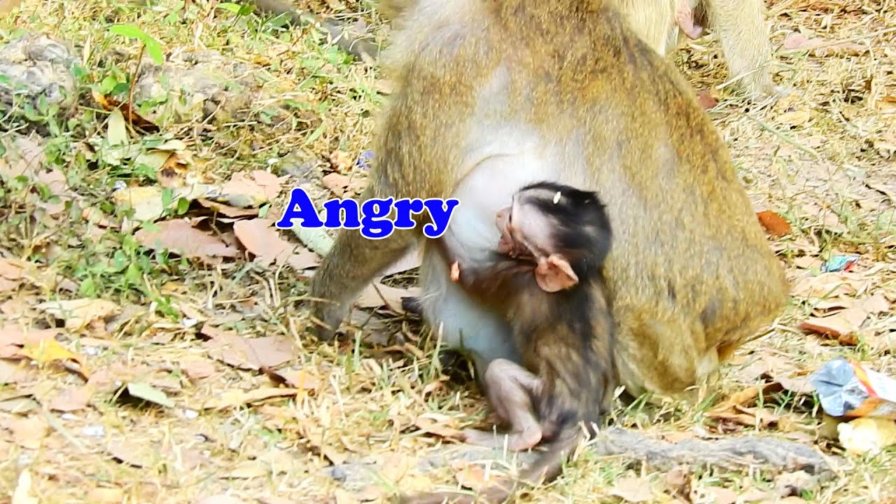 Baby Dito angry behind mom Daisy cos Daisy reject milk and don't make ...