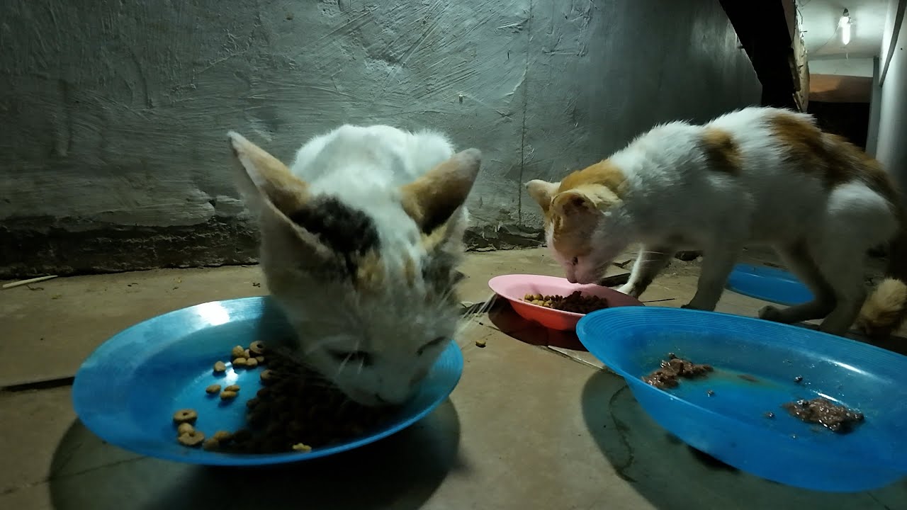 Happy stray cats feeding 103 - YouTube