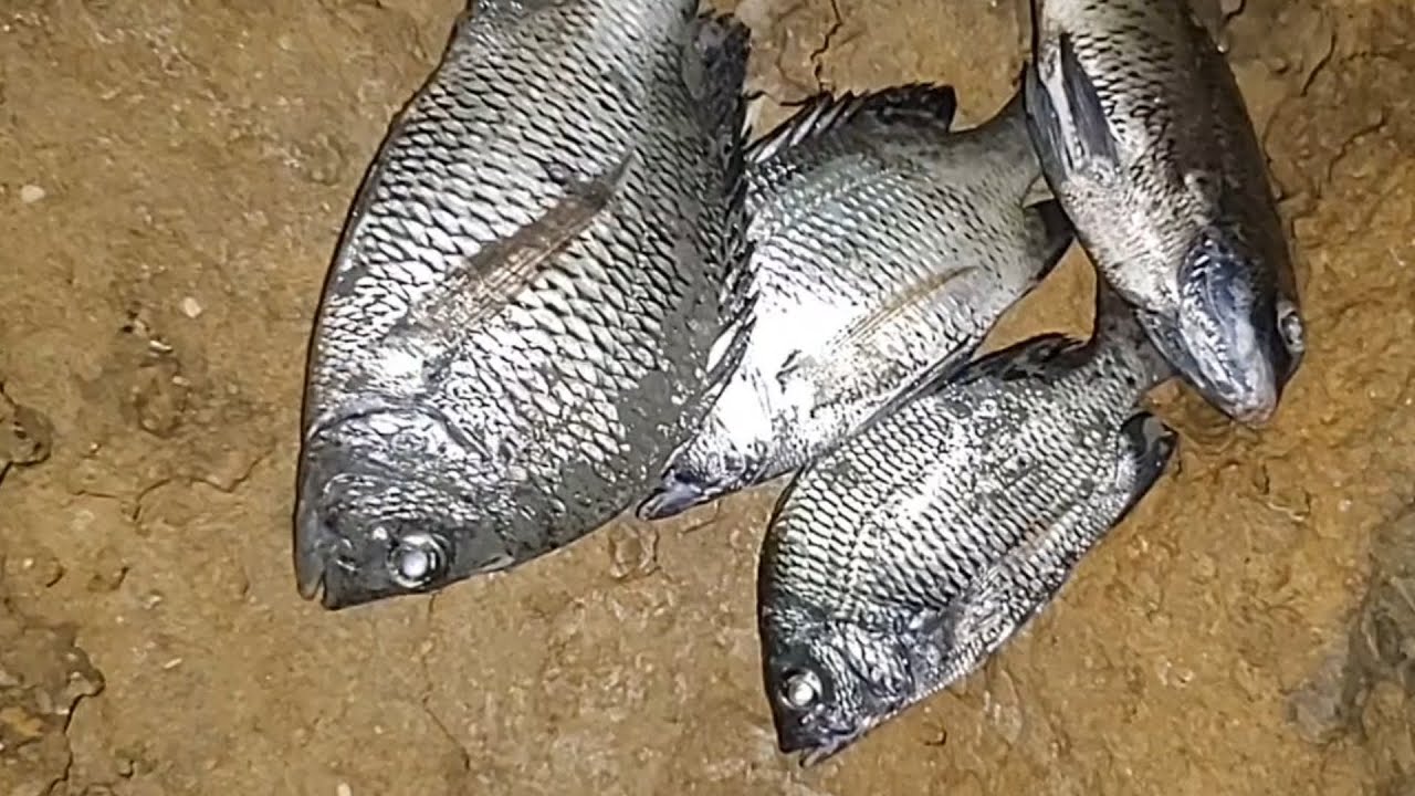 Do dariya per dandiya fish ka shikar - YouTube