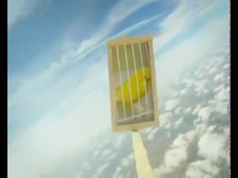 James May's Man Lab - budgie number 35 and tommy the cat!.mp4 - YouTube