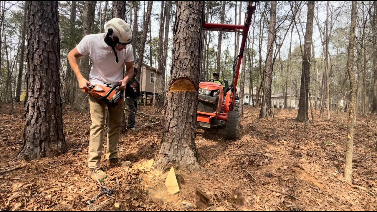 HOW TO DROP TREES: dropping dangerous dead trees - YouTube