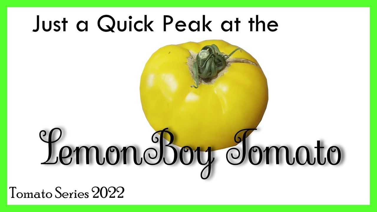 Lemon Boy Tomato Quick Look Review - YouTube