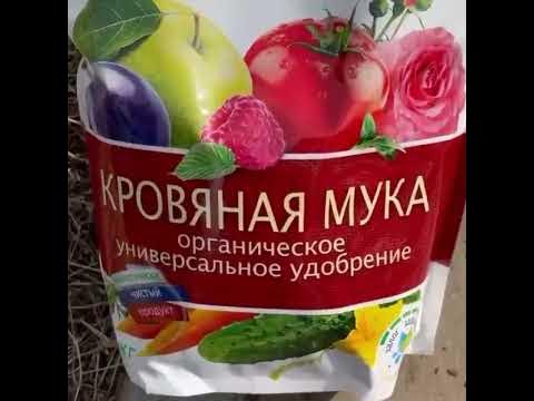 Первая подкормка пионов весной 🌺 - YouTube