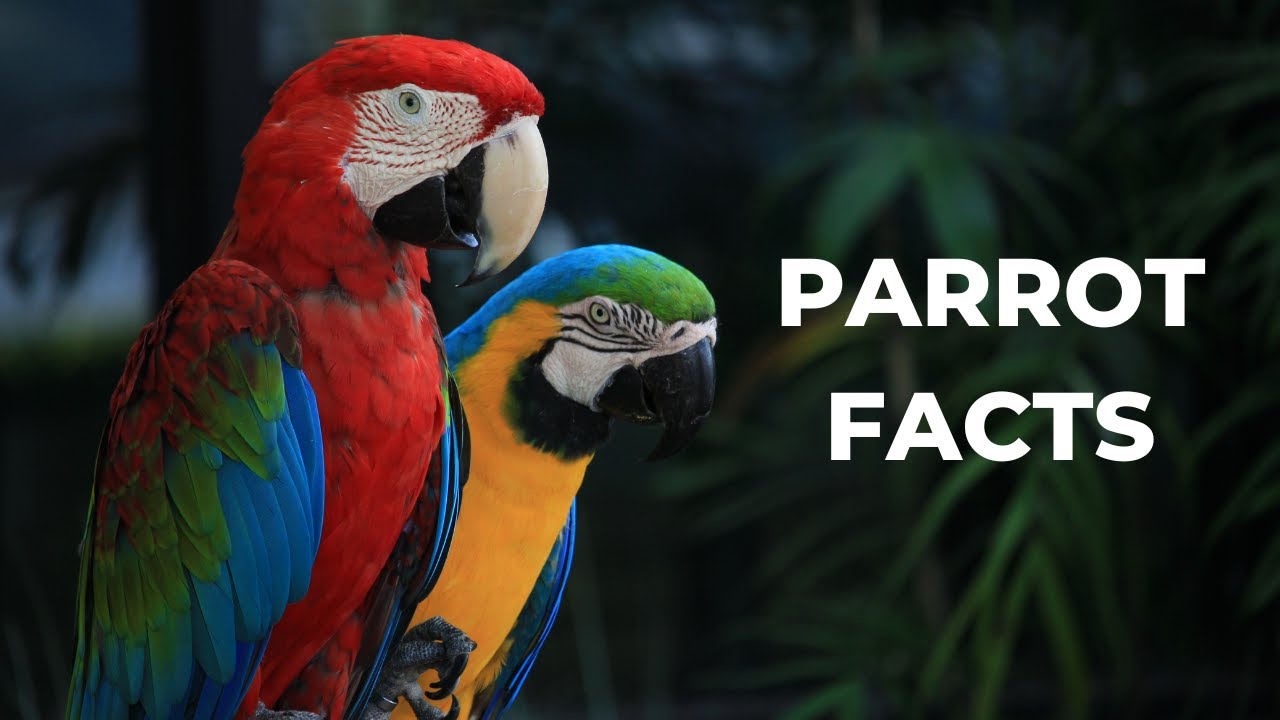 Parrot Facts That Will Blow Your Mind: From Talking Abilities to ...
