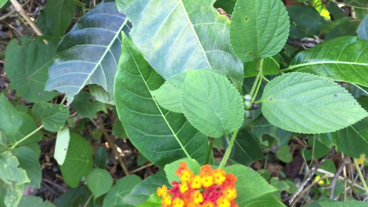 sa kakahuyan ng linantayan - YouTube