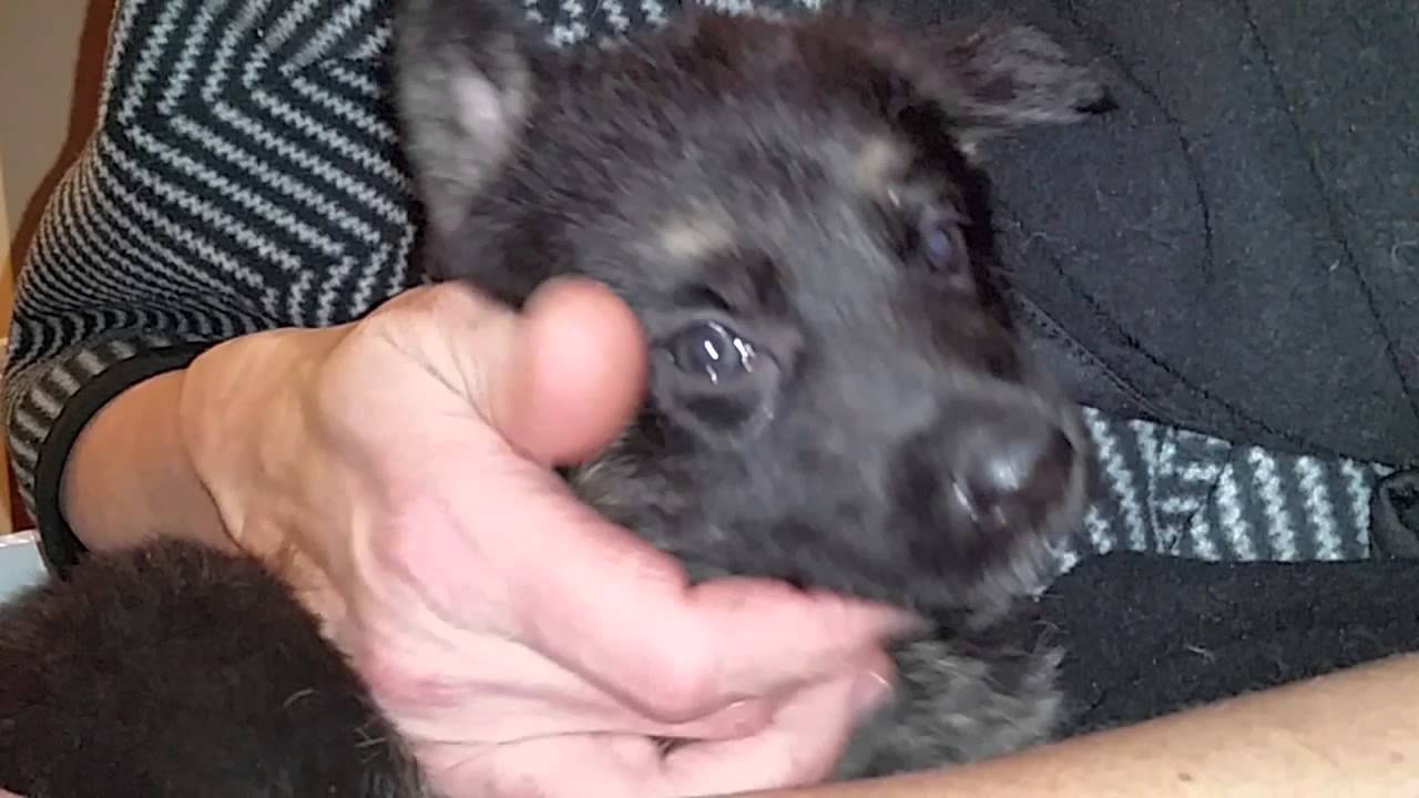 Monica ' s pup - YouTube