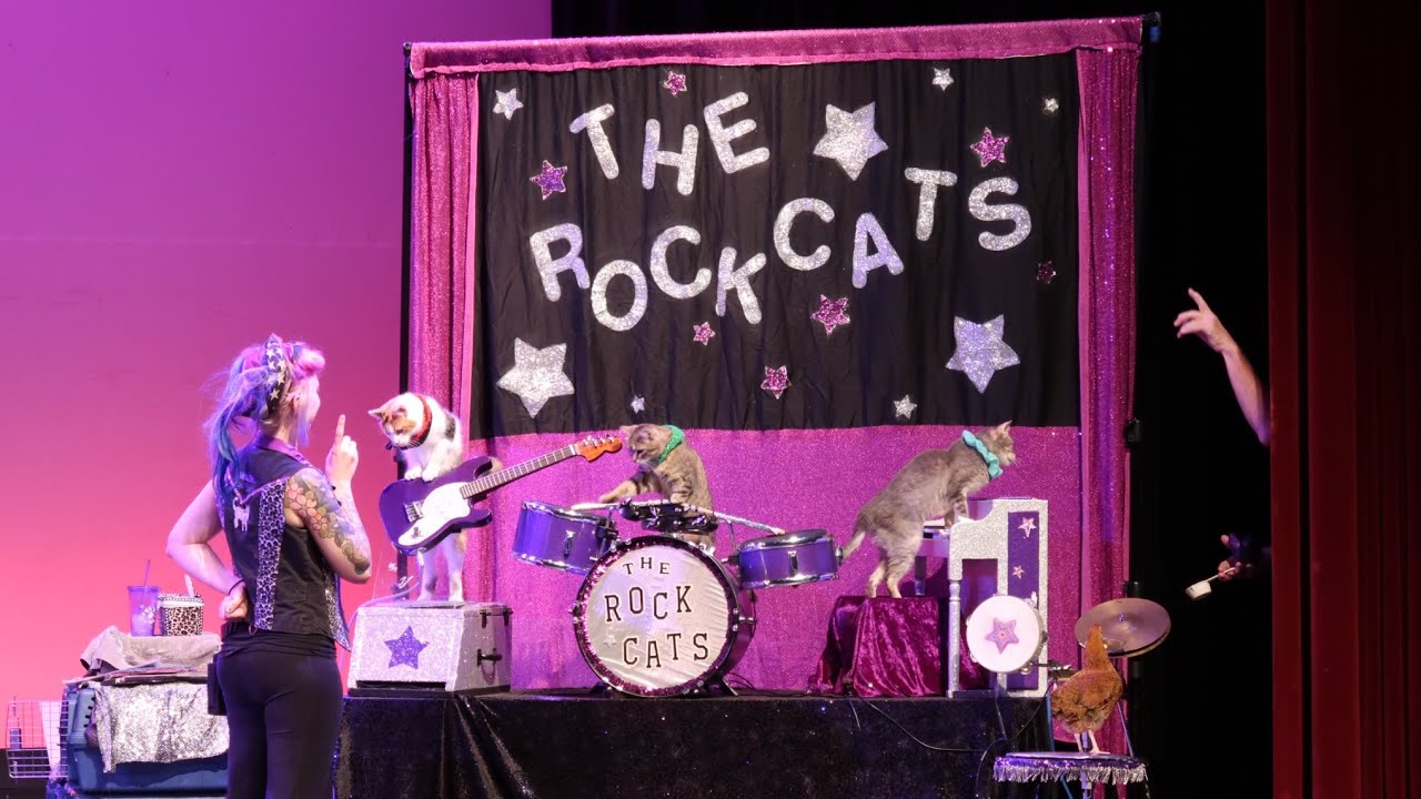 The Amazing Acro-Cats take on CATlanta | World’s only cat band and ...