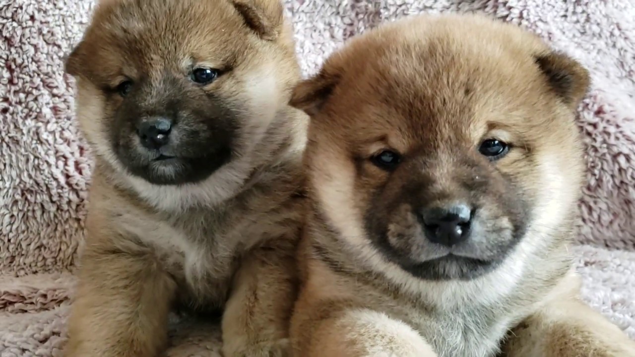 "Bear Faces" Shiba pups - YouTube