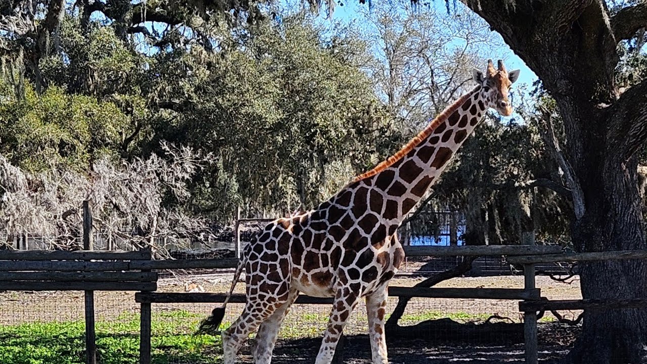 Giraffe Ranch 01.25.25 - YouTube