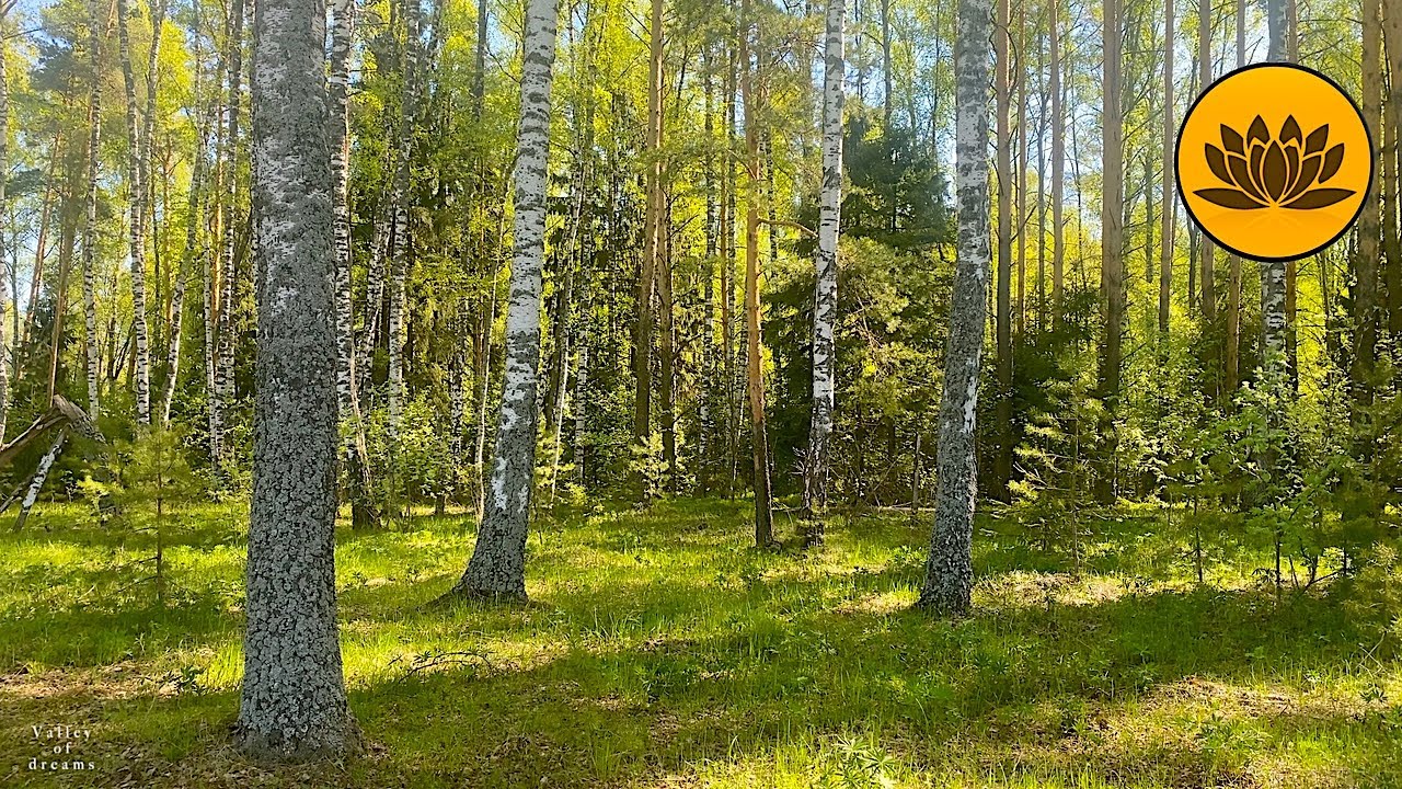 Sounds of forest, singing of cuckoo and forest birds for a sound sleep ...