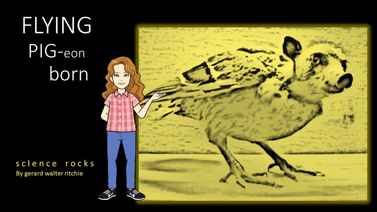FLYING PIG -eon - YouTube