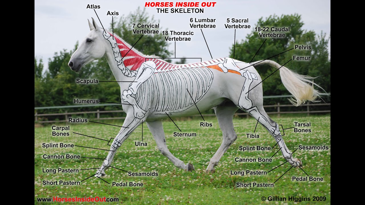 Applied Anatomy and Biomechanics - YouTube