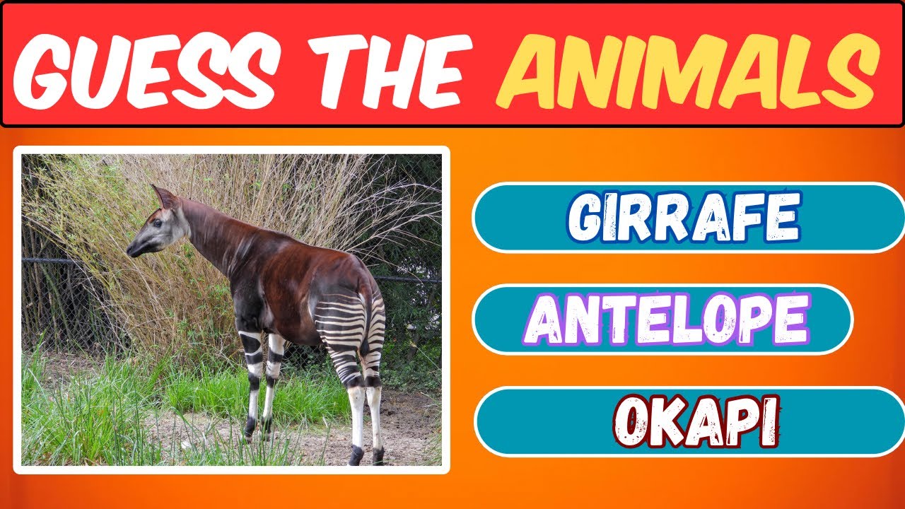 Guess the ANIMALS 🐸🐗🐻Challenge | Easy | Medium | Hard | Impossible ...
