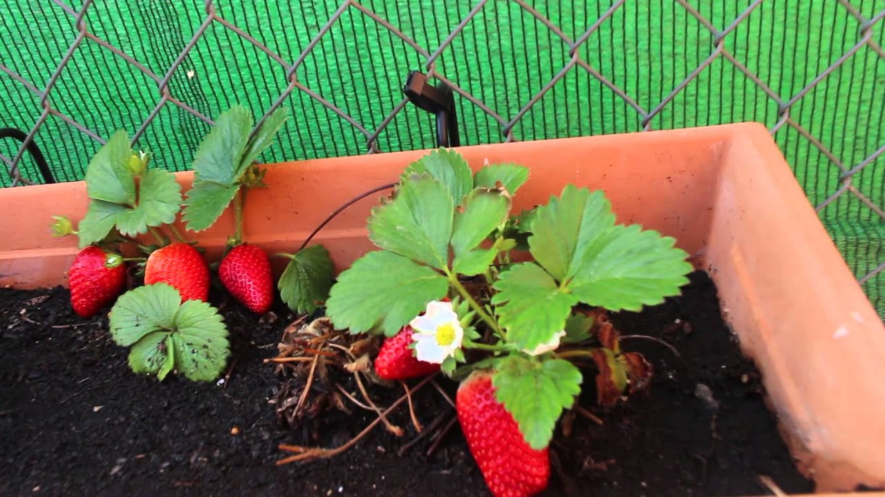 GRAN COSECHA DE FRESAS - YouTube