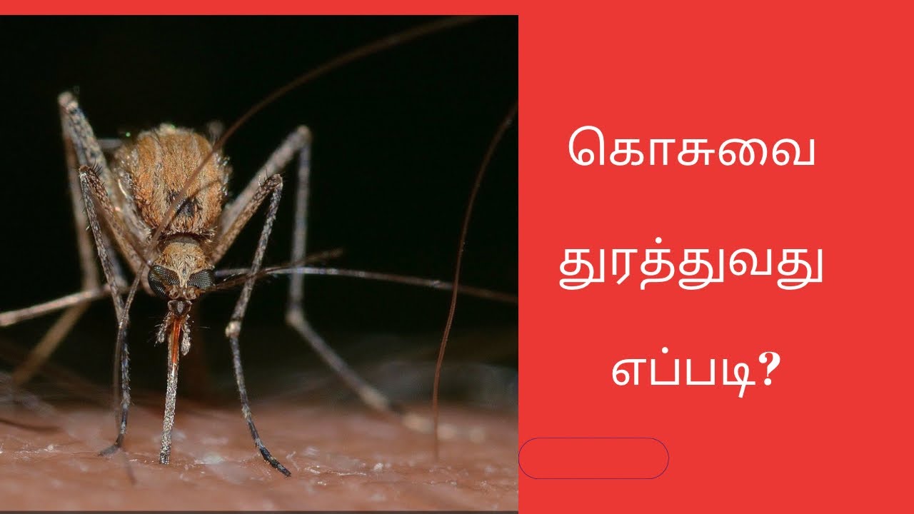 How to chase a mosquito at home| கொசுவை துரத்துவது எப்படி? - YouTube