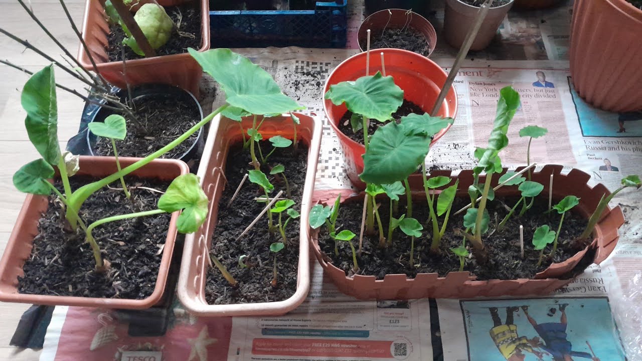 How I use germinate seeds bulb taro plants at home/Easy Way to grow ...