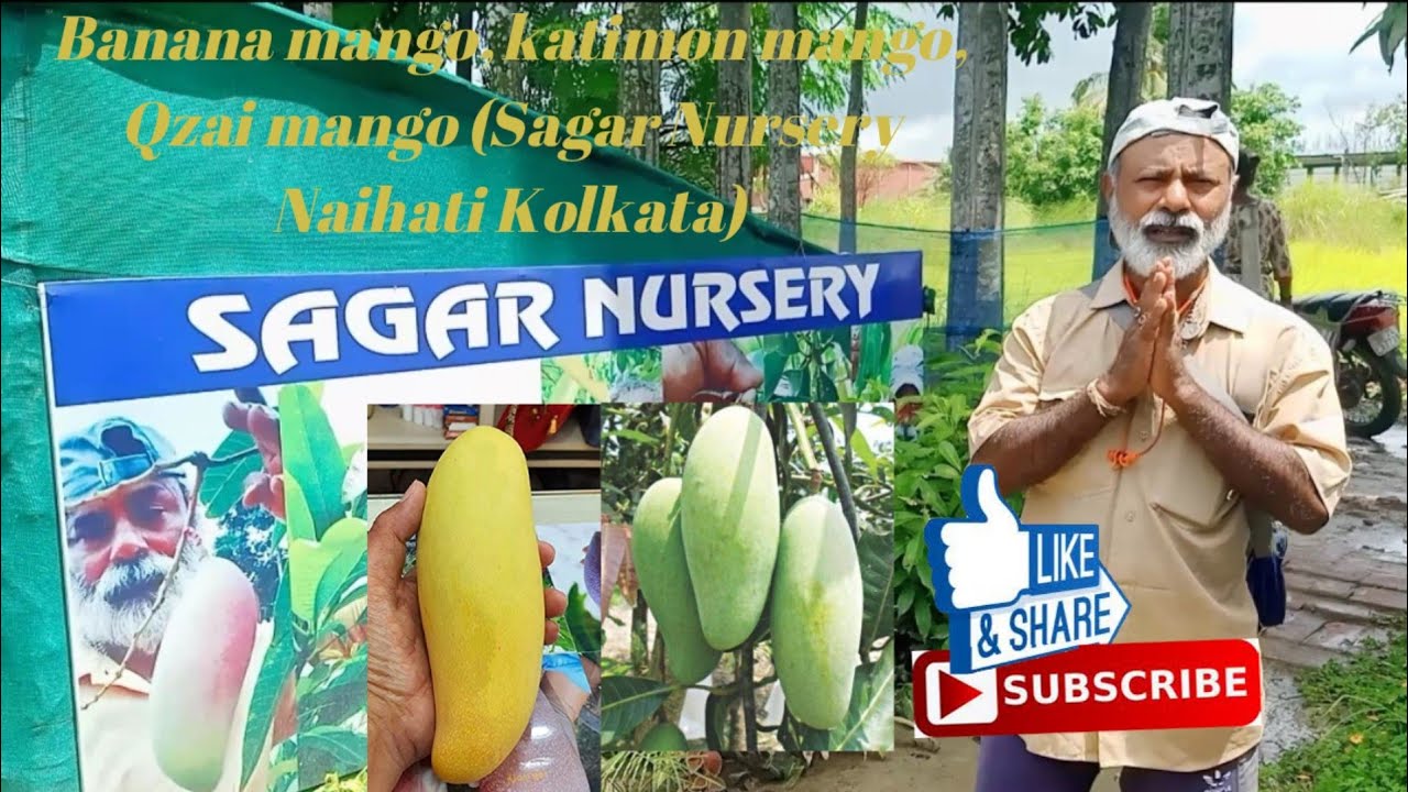 Sagar Nursery Visit naihati Kolkata Part 2 banana mango #katimon mango ...