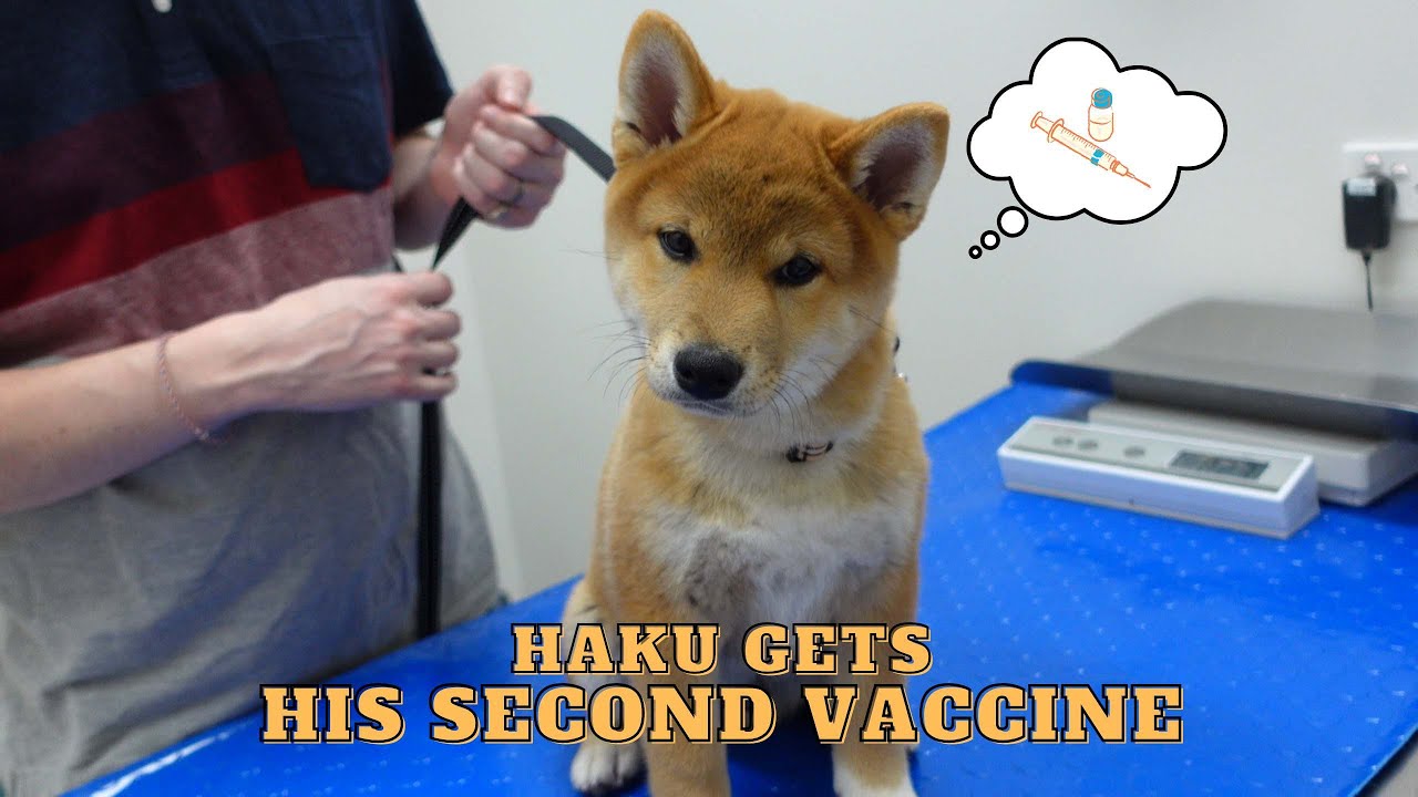 SHIBA INU PUPPY GOING TO THE VET - YouTube