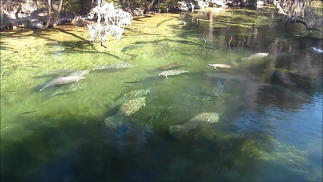 Manatees: Big Splash! - YouTube