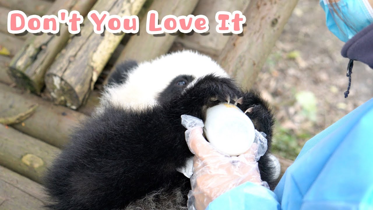 The Cute Sounds That Panda Baby Makes When Drinking Milk | iPanda - YouTube