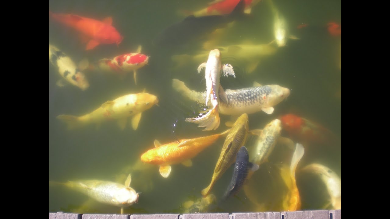 Lake Shrine Malibu California Koi Fish Meditation Paramahansa Yogananda ...