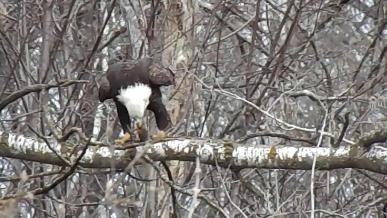 Eagle Eating Painted Turtle - YouTube