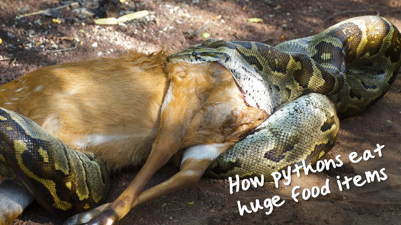 How do pythons eat huge food items? - YouTube