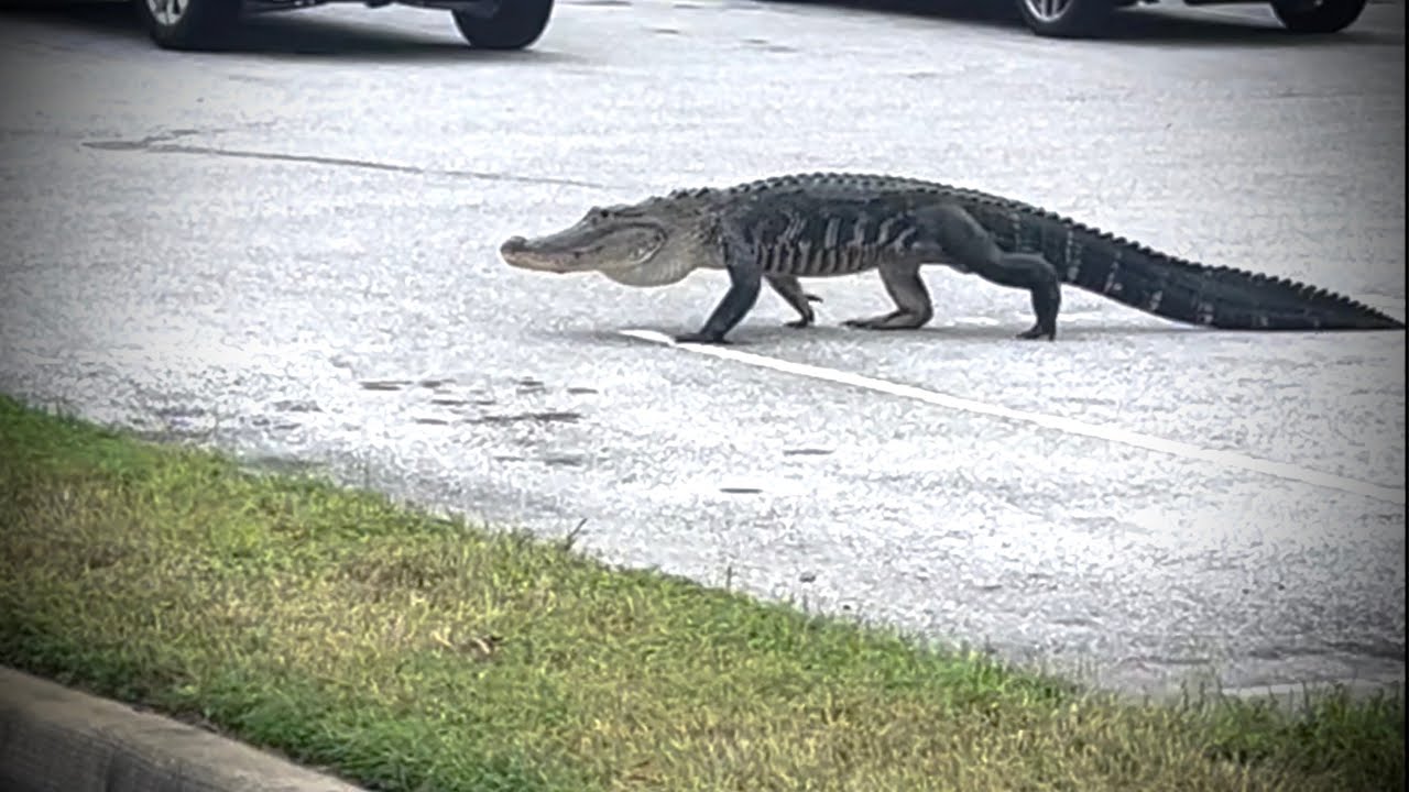 Alligator Wandering Before Hurricane Helene Hits - YouTube