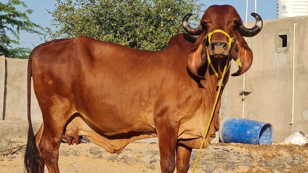Gir Cow Aravali Dairy Farm 9414745465 - YouTube