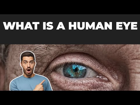WHAT IS A HUMAN EYE | Animation Analysis - YouTube