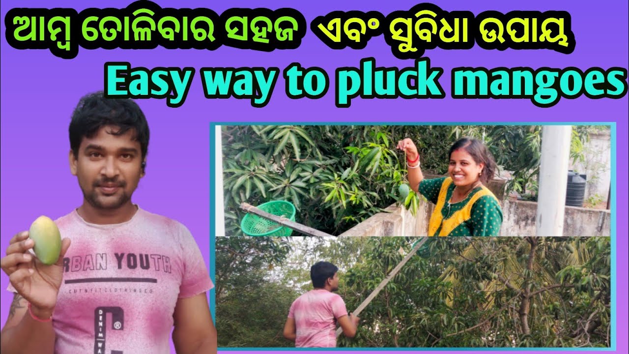Easy Method to Pluck Mango 🥭 / ଆମ୍ବ ତୋଳିବାର ସହଜ ଉପାୟ - YouTube