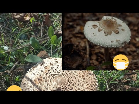 Macrolepiota Procera Mantar Şemşiye mantarı zehirlisi ile farkı