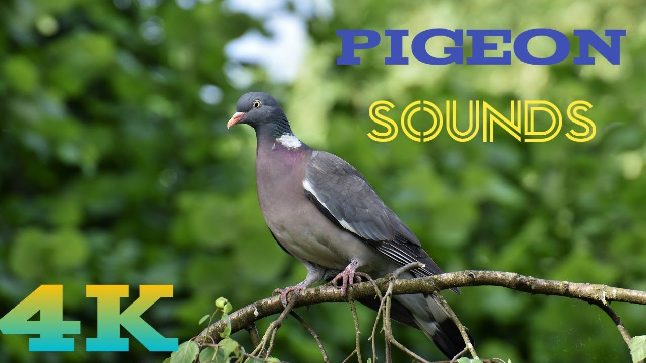 Pigeon Audio Pigeon Sound Effect Loud | bird sounds nature - YouTube