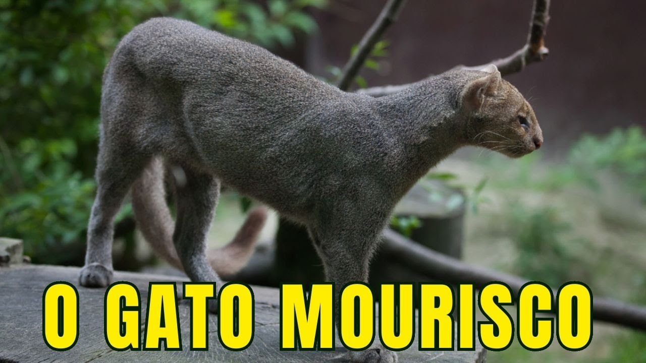 O GATO MOURISCO- DESVENDANDO OS MISTÉRIOS DESTE FELINO FASCINANTE- UM ...
