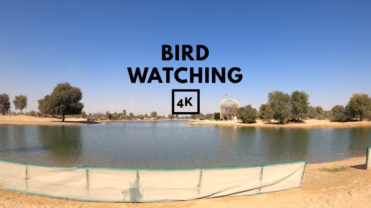 Bird watching at Al Marmoom Desert Conservation Reserve - Dubai - 4K # ...