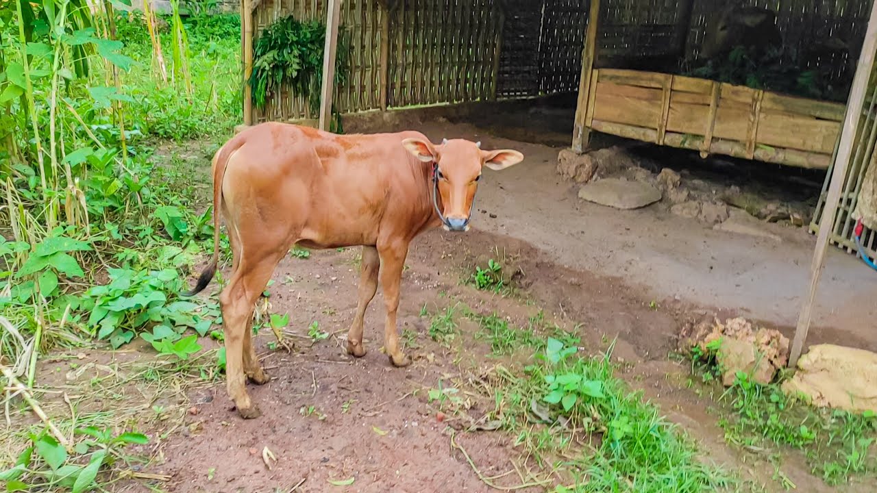 Pencarian Bibit Unggul Karapan Sapi Madura Di Pulau Sapudi. - YouTube