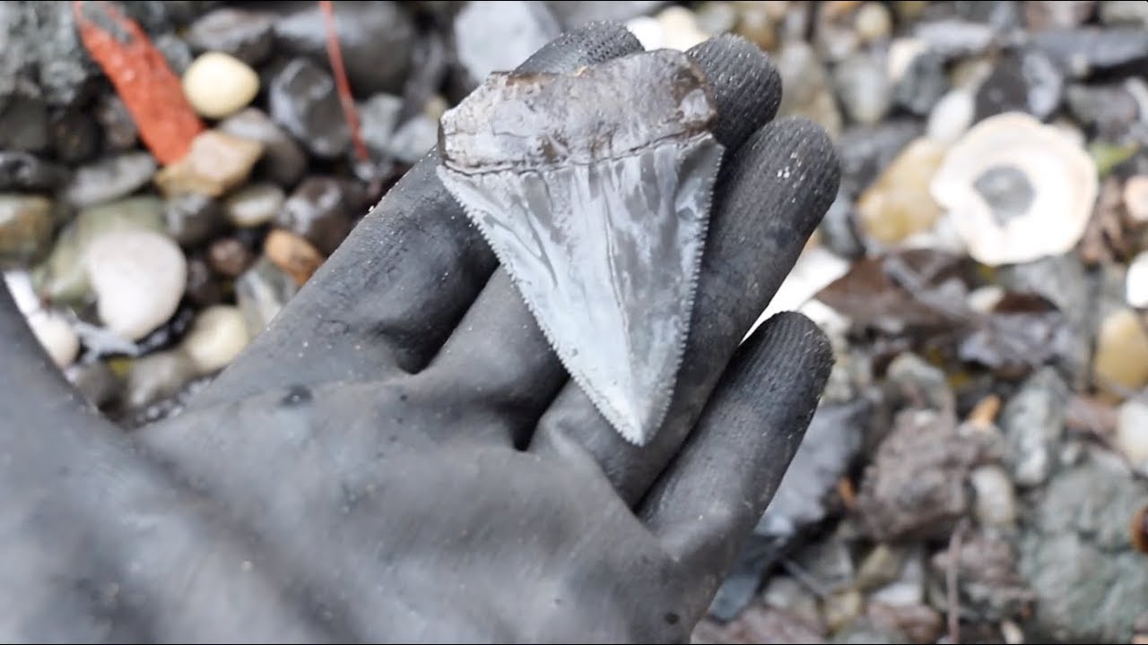 We Found Some MASSIVE Great White Shark Teeth!! - YouTube