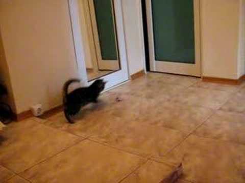 My cat Zelda playing football - YouTube