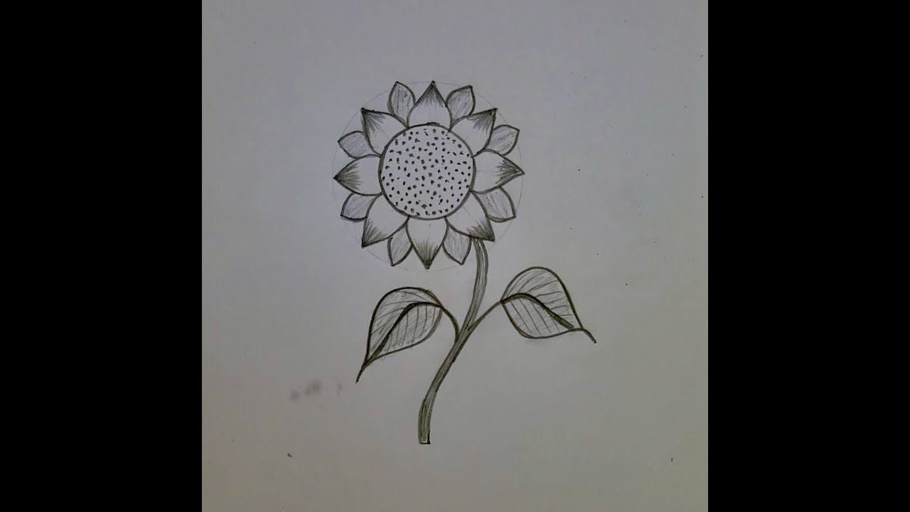 How to draw a sunflower using circle? - YouTube