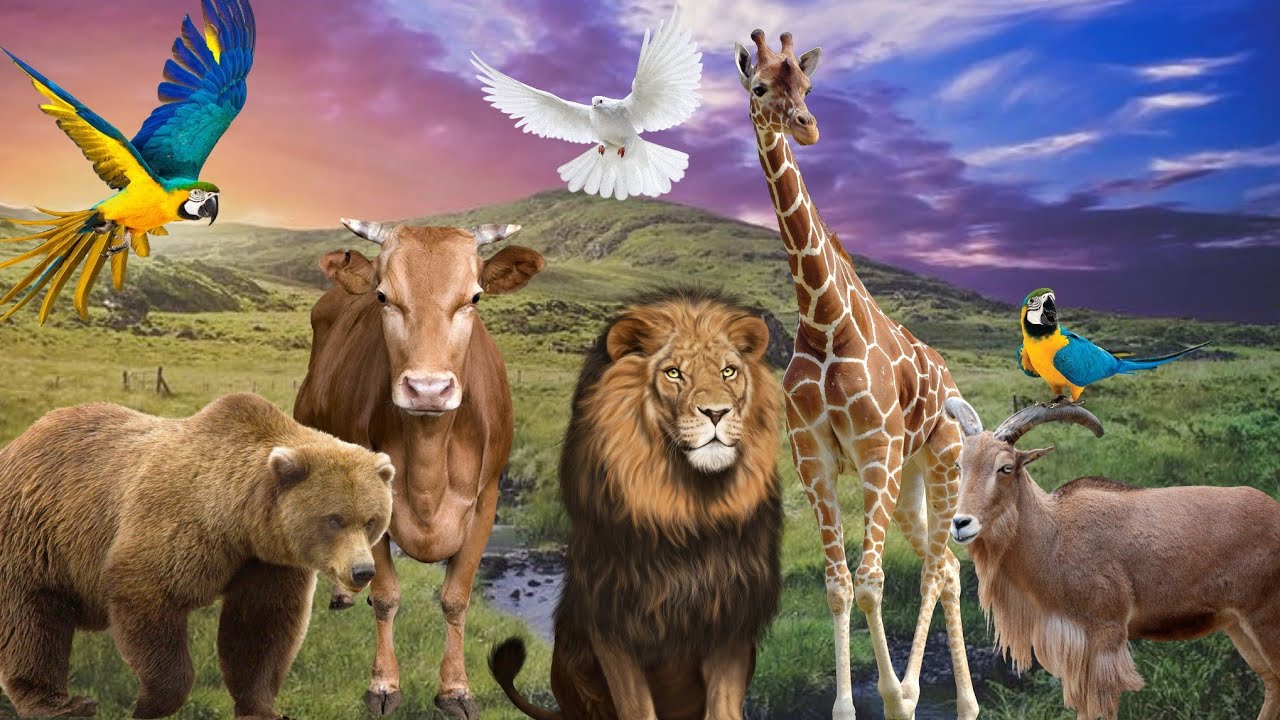 recognize animals and their sound snakes, pigs, cats, dogs, whales ...