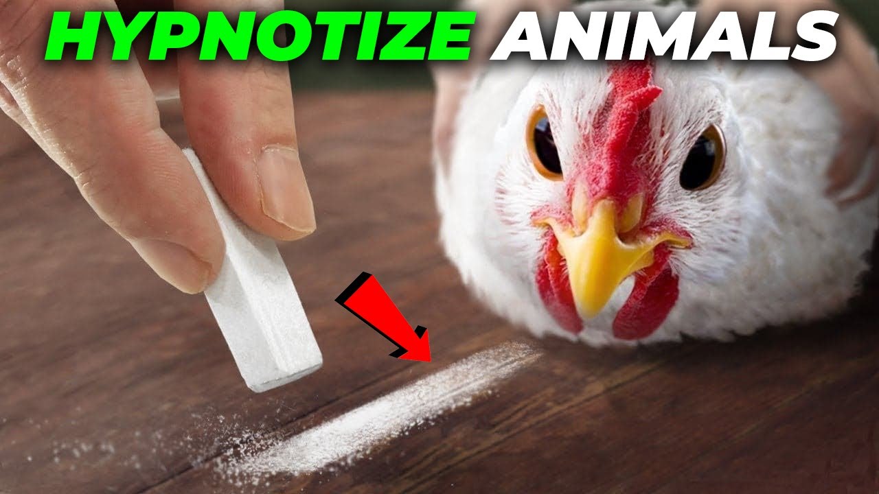 These Things Can Hypnotize Animals Immediately - YouTube