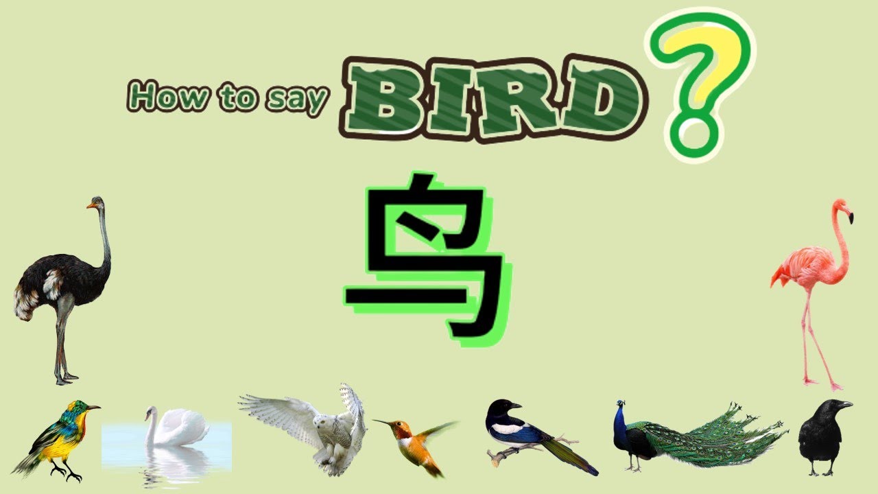 Bird 鸟 in Chinese Mandarin【 学简单中文】 - YouTube