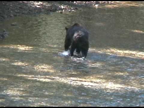 Grizzly Phillips Arm BC - YouTube