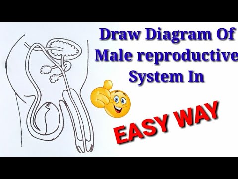 how to draw diagram of male reproductive system | how to draw male ...